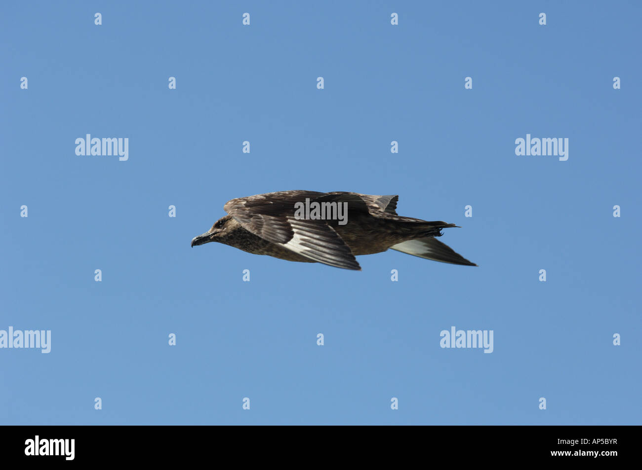 Great Skua or Bonxy flying in the Orkney Islands Stercorarius skua ...