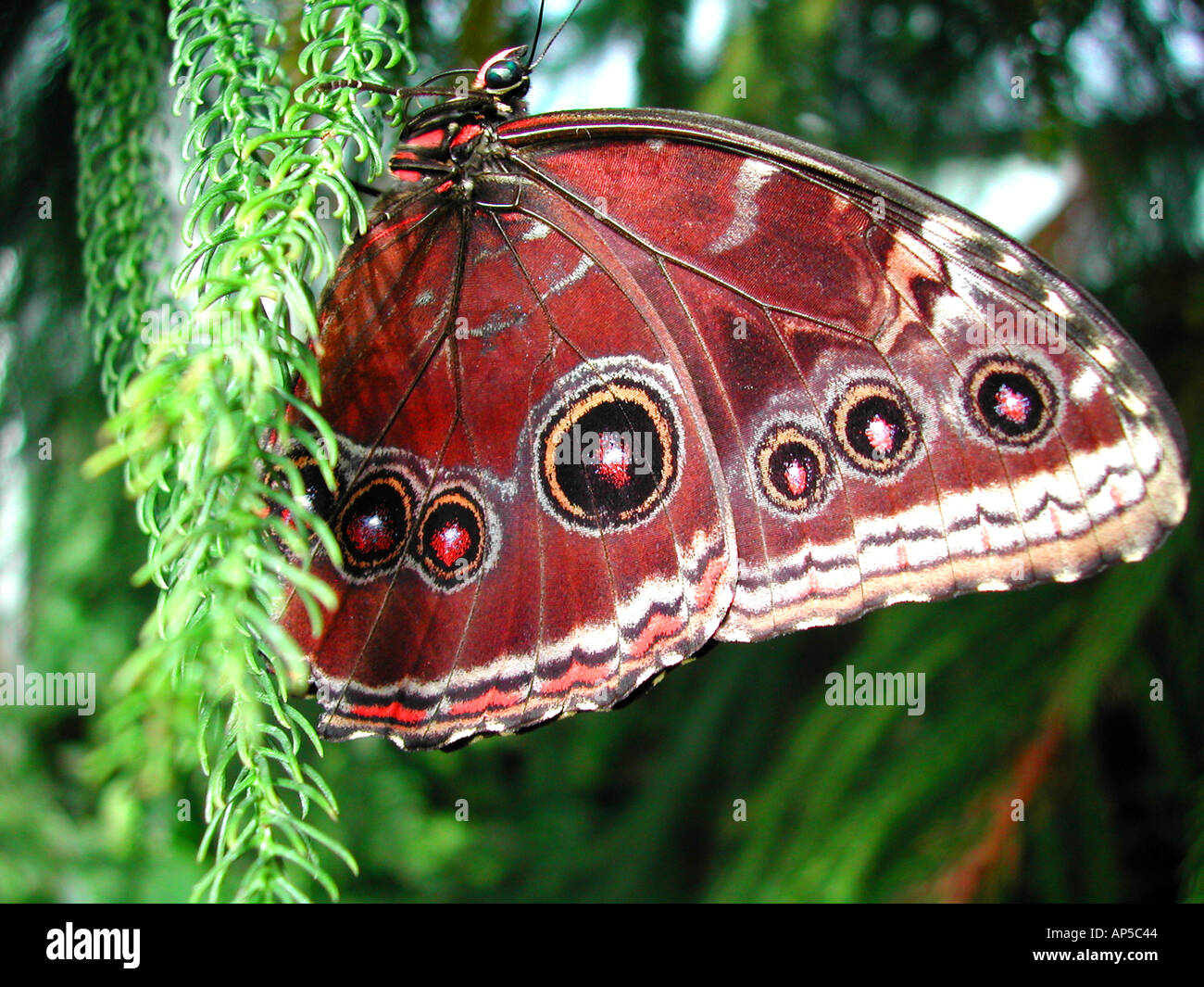 Fruit Butterfly Stock Photo - Alamy