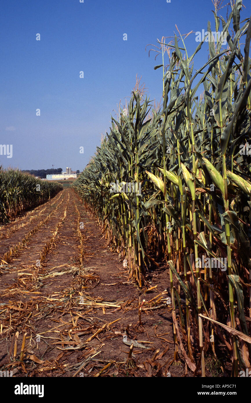 Pennsylvania Lancanster County View Of Farm Through Freshly Cut ...