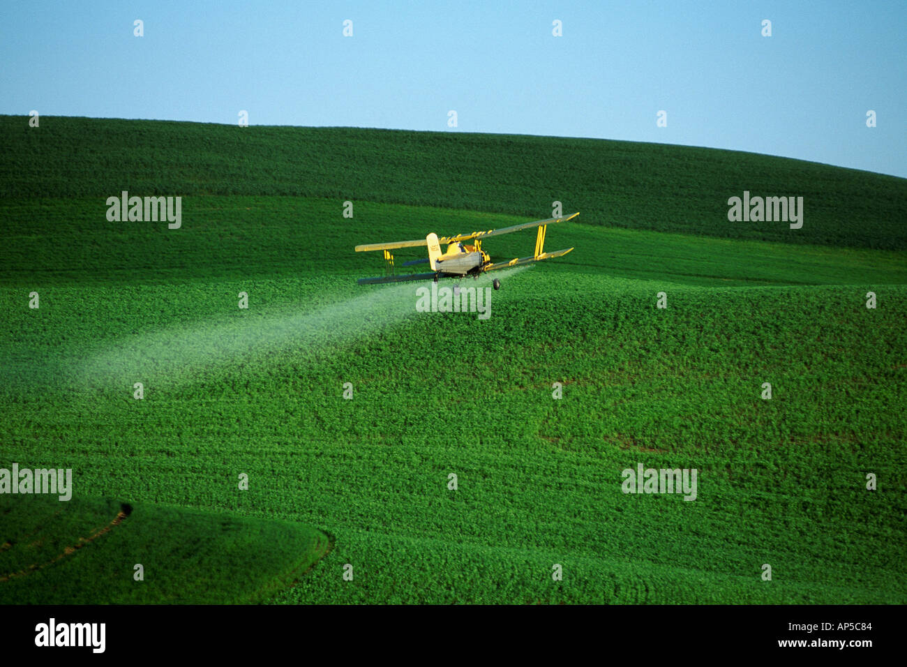 Crop dusting airplane spraying insecticide over wheat field in the ...