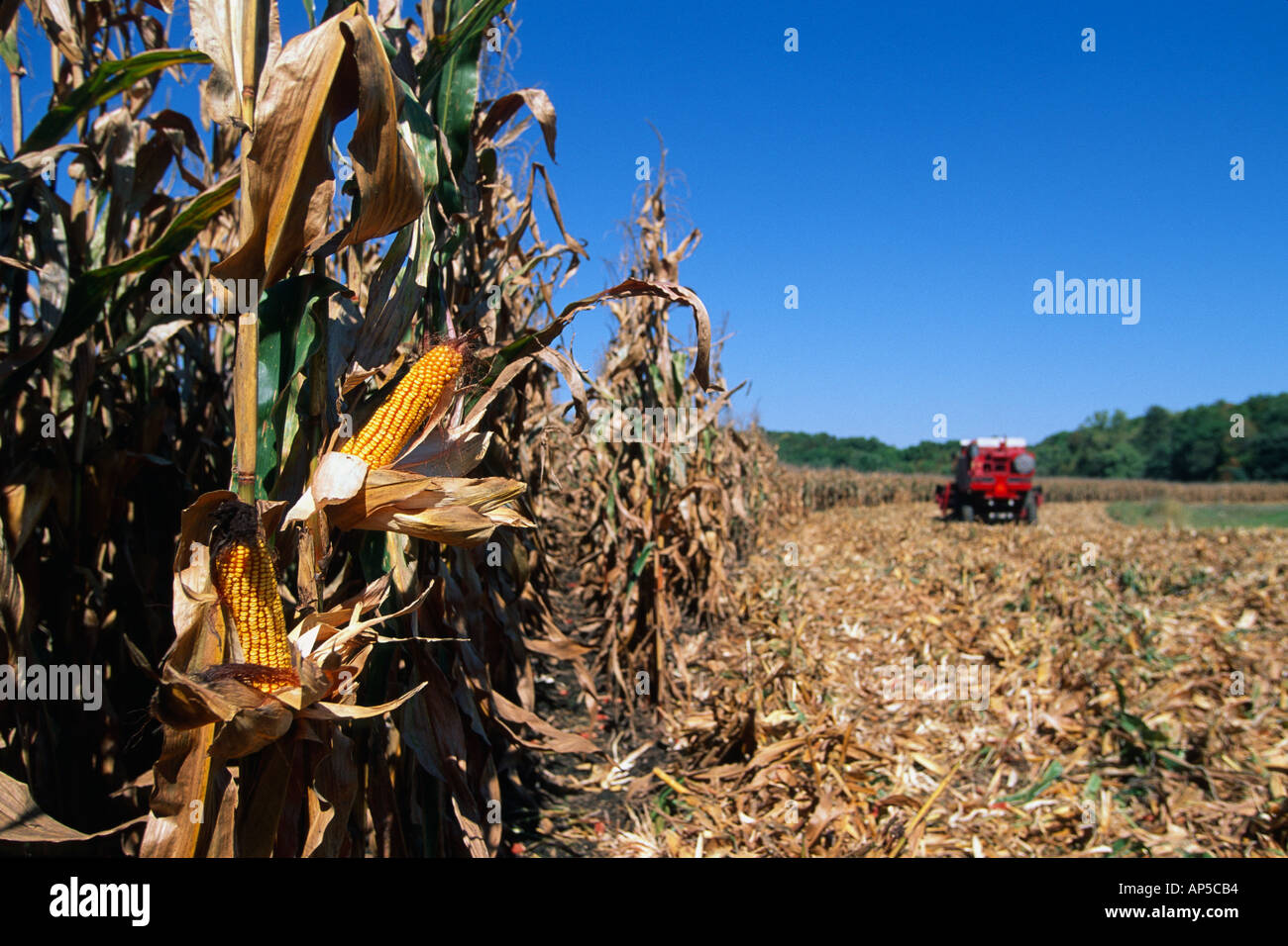 Ripe golden yellow ears of corn during fall harvest in field with ...