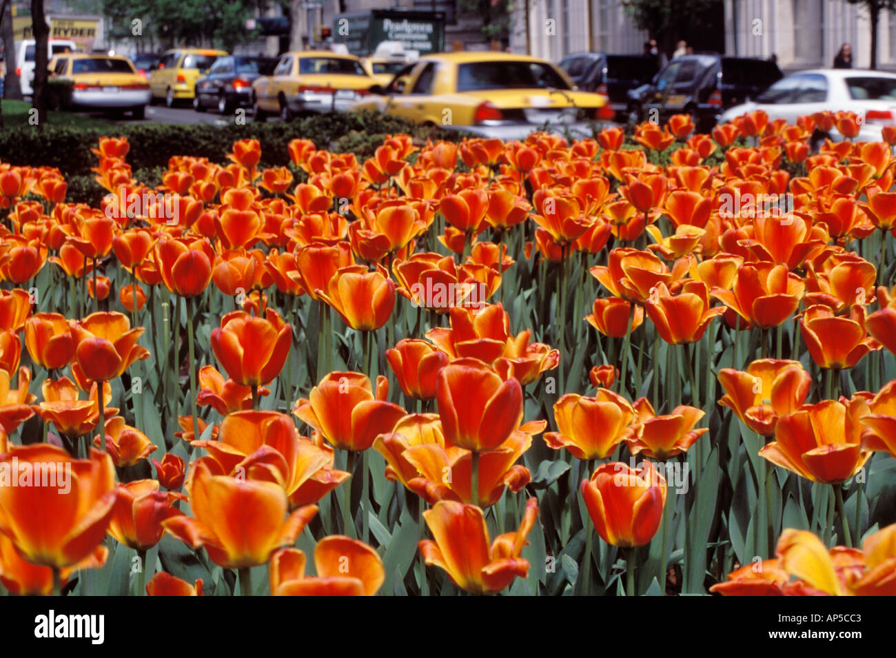 Tulips along Park Avenue New York City USA Stock Photo - Alamy