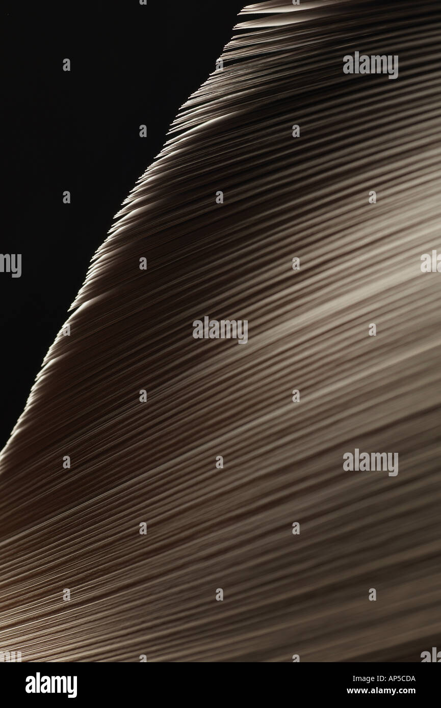 Loose flap hi-res stock photography and images - Alamy