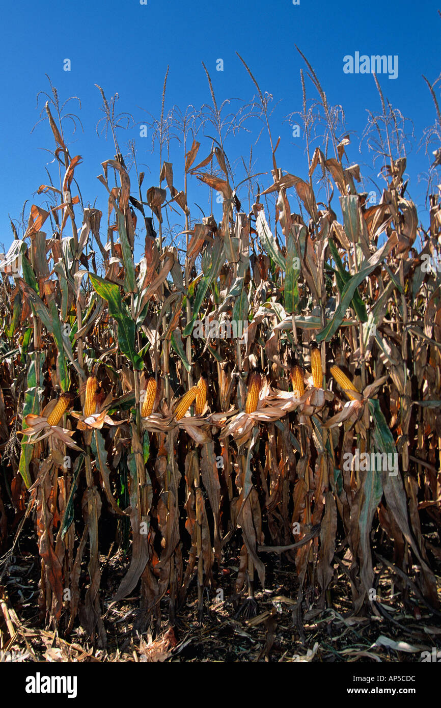 Row of corn tassels hi-res stock photography and images - Alamy