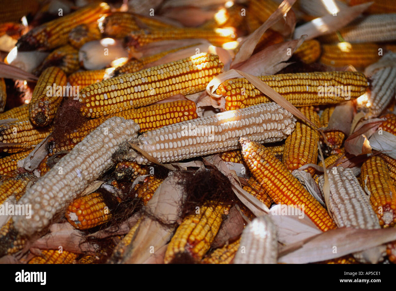 Ears of feed corn in corn crib Stock Photo - Alamy
