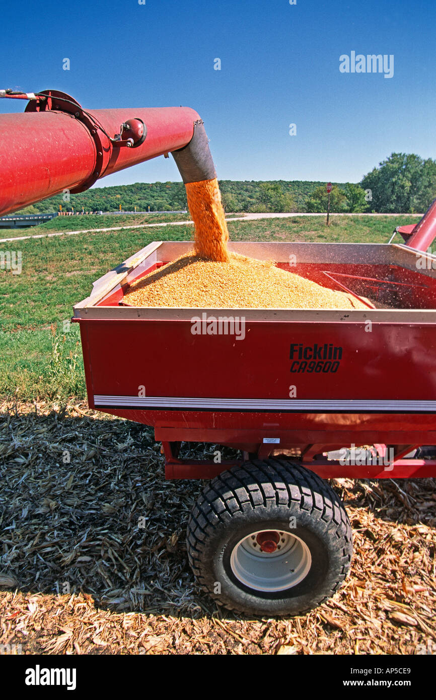 Combine harvesting fall corn crop in cornfield filling waiting hopper ...