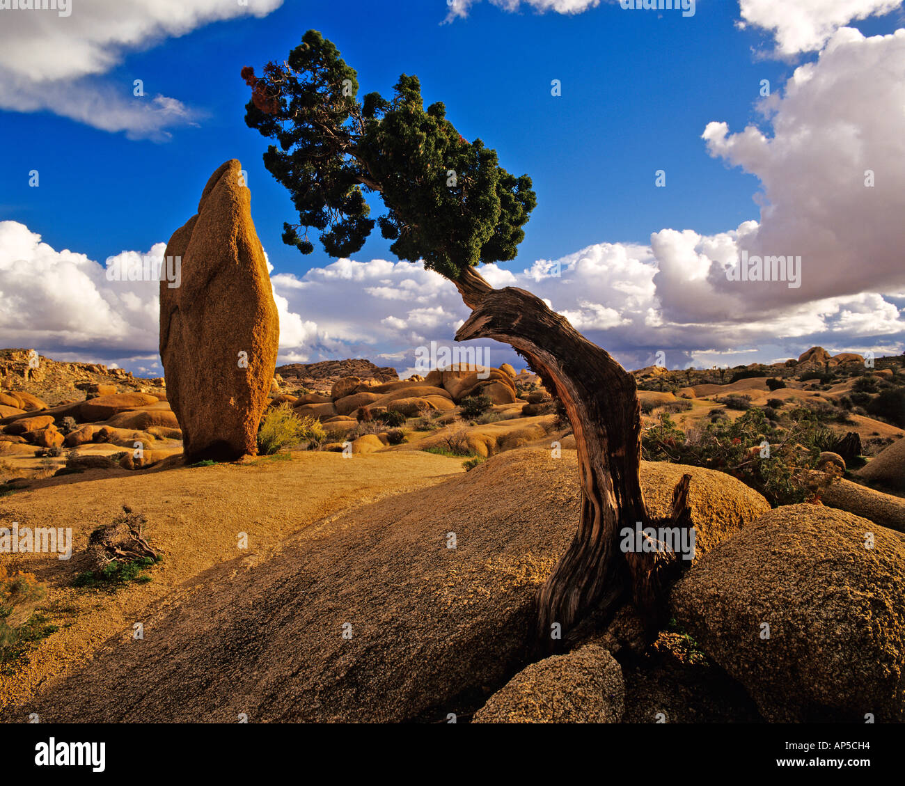 Balanced Rock & Juniper at Joshua Tree National Park in California ...