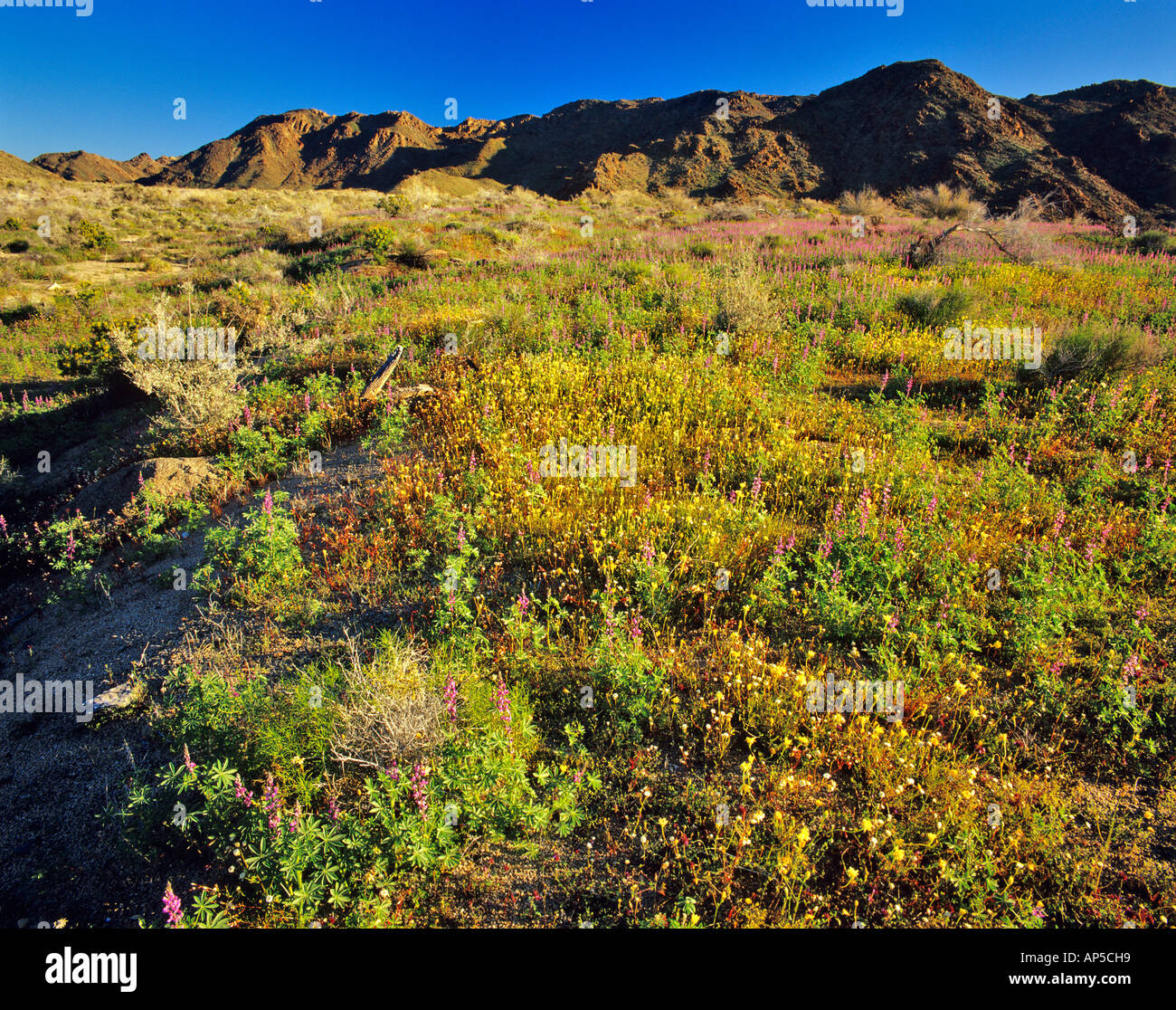 Cottonwood spring joshua tree hi-res stock photography and images - Alamy
