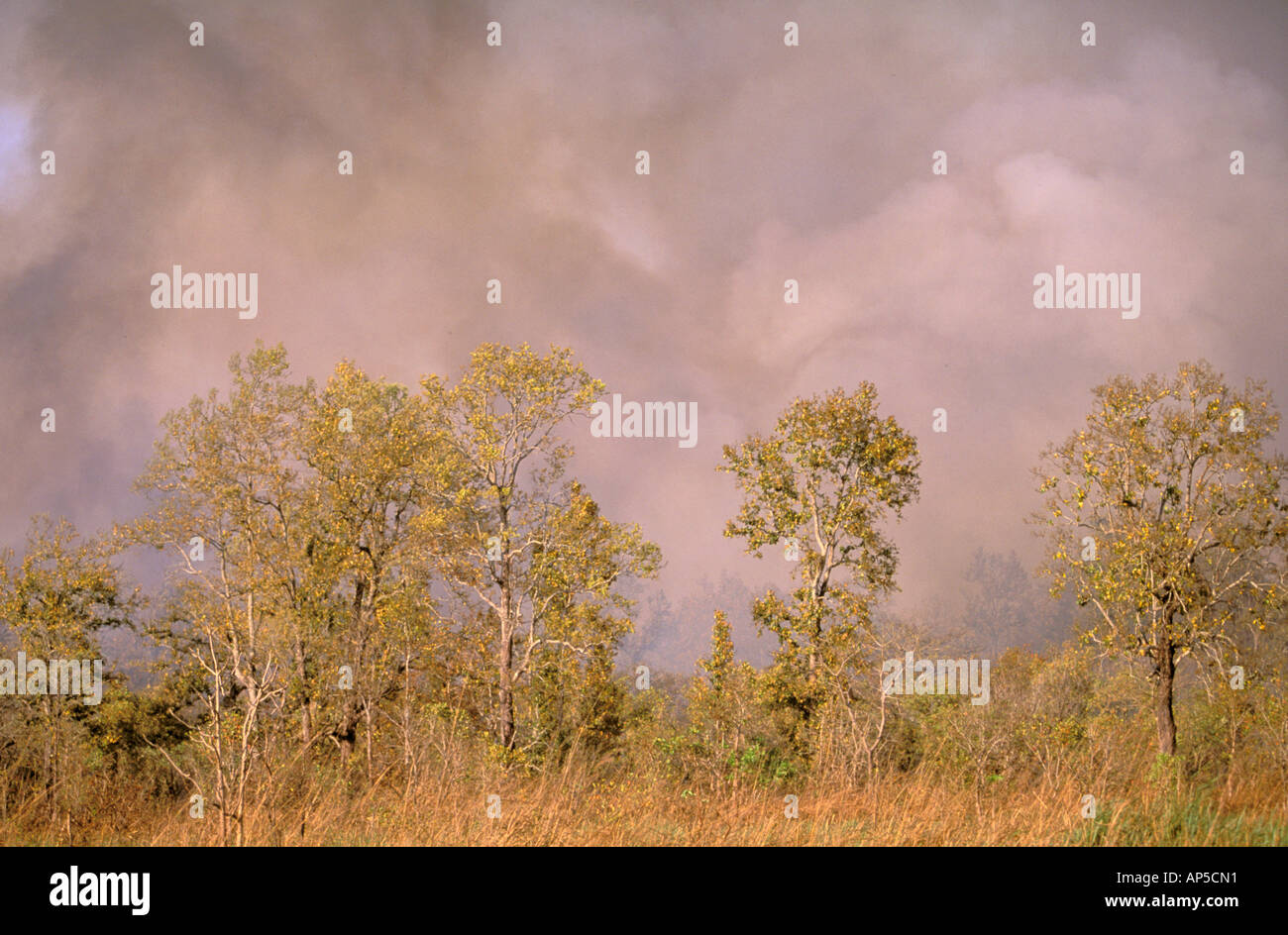 North America, USA, California, Mount Shasta. Forest Fire Stock Photo ...