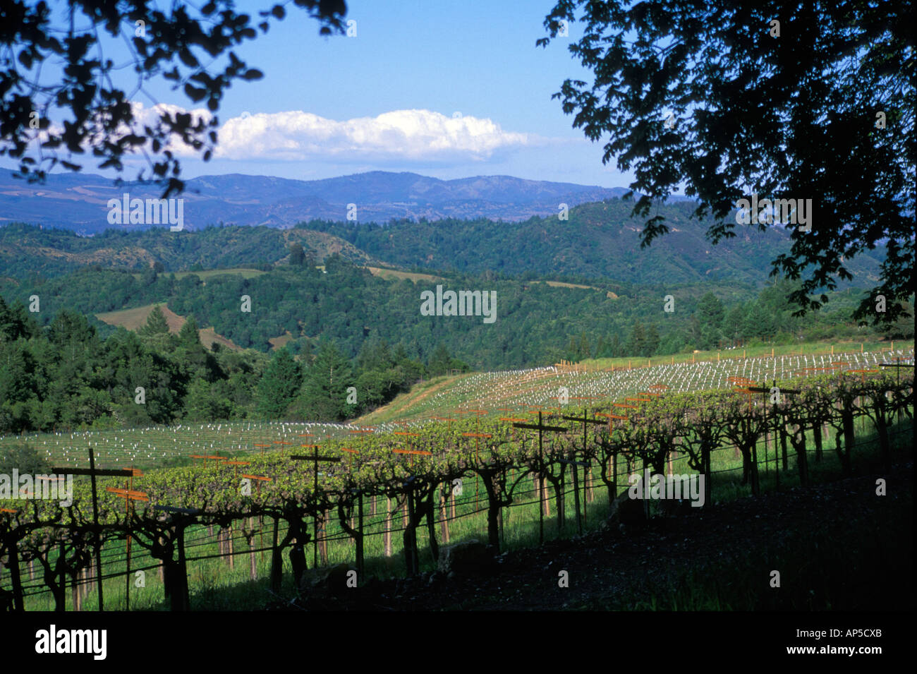 A vineyard in California's scenic Napa Valley wine country Stock Photo ...