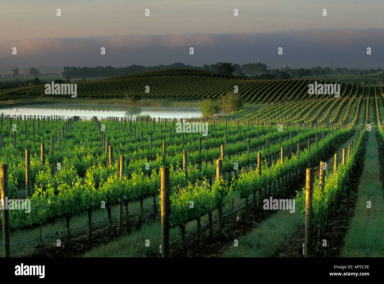 Rows of grape vines in the scenic Napa Valley wine country, in ...