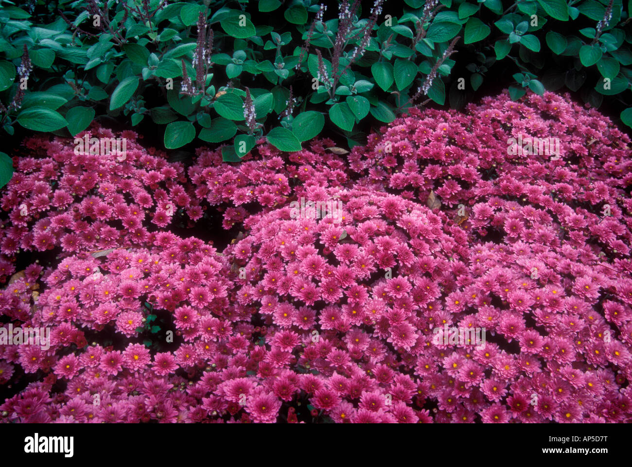 magenta mums, garden detail Stock Photo - Alamy