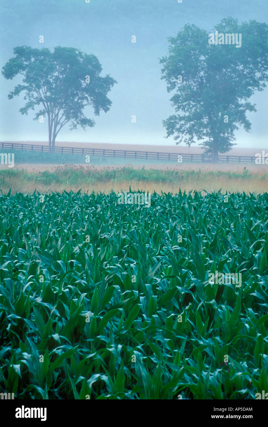 green cornfield with morning fog,distant trees and hills Stock Photo ...