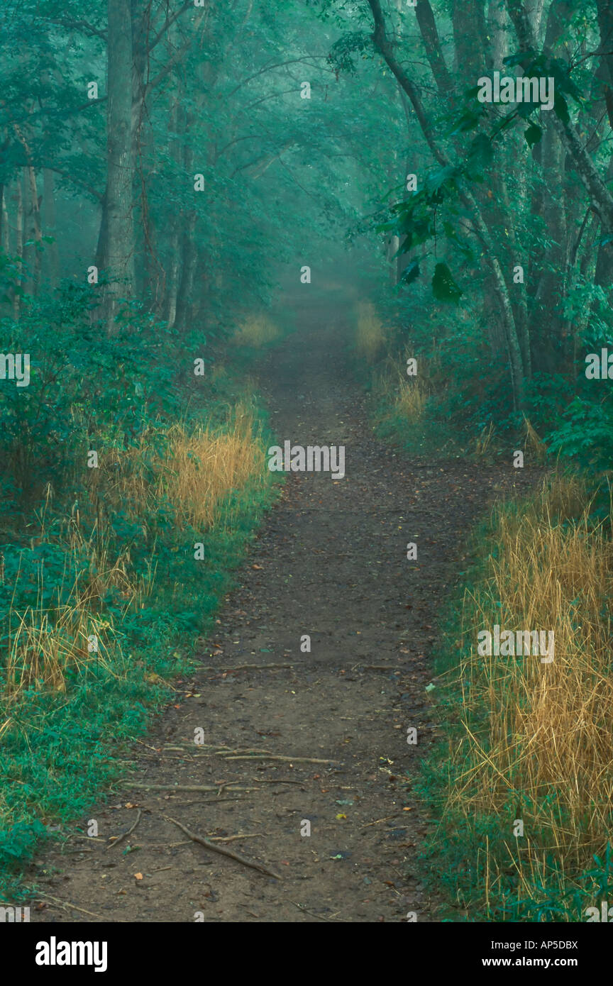 forest trail,morning fog Stock Photo - Alamy