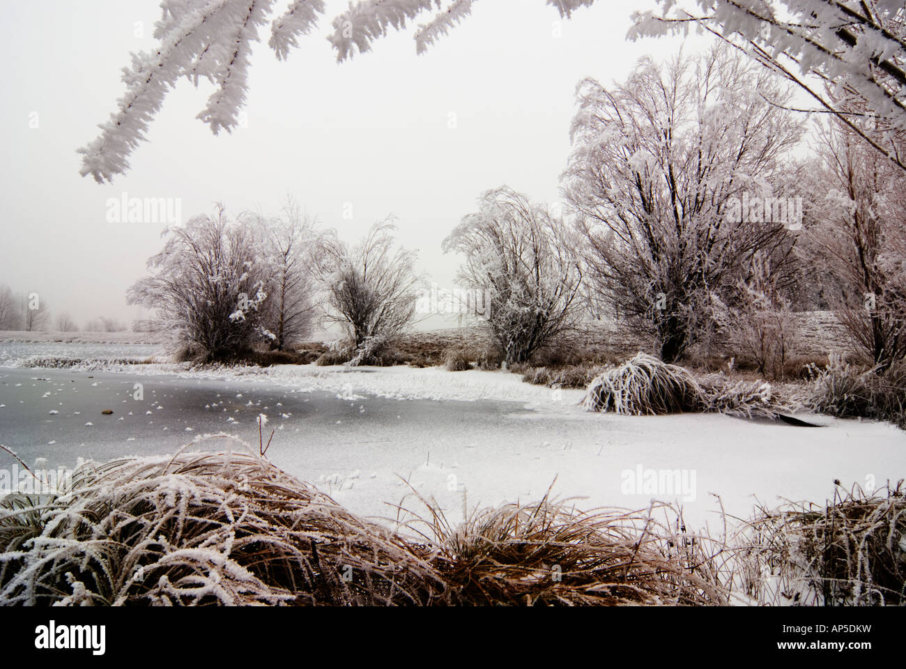 Ice covered pond grasses hi-res stock photography and images - Alamy