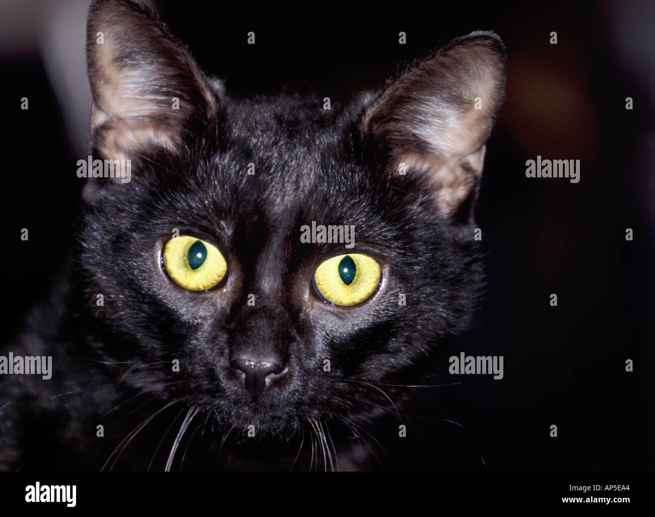 Black Cat tomcat portrait head face with glowing eerie eyes contact ...