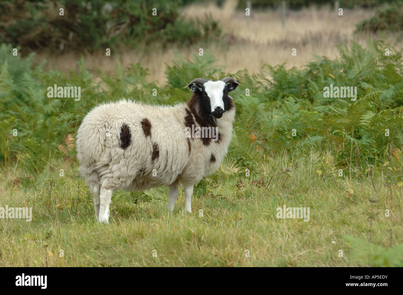 Jacob sheep hi-res stock photography and images - Alamy