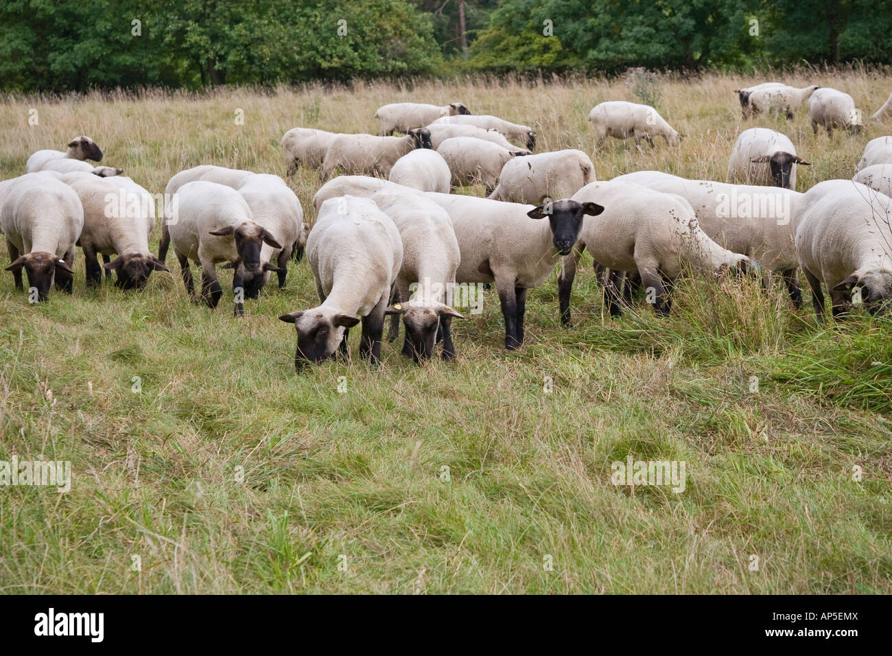 Flock of German Blackheaded Mutton sheep in a green pasture Meat and ...