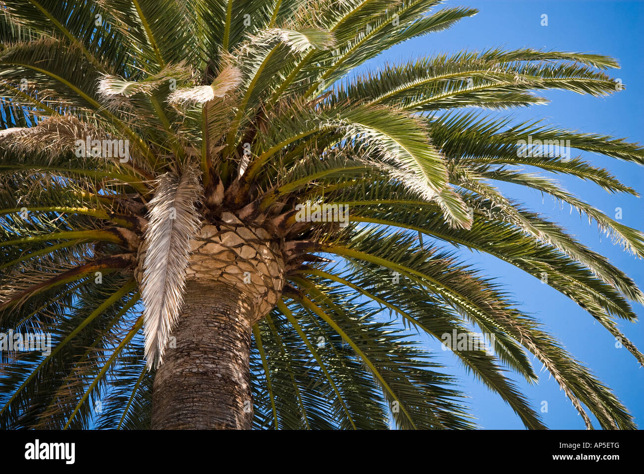 Palm tree crowns hi-res stock photography and images - Alamy