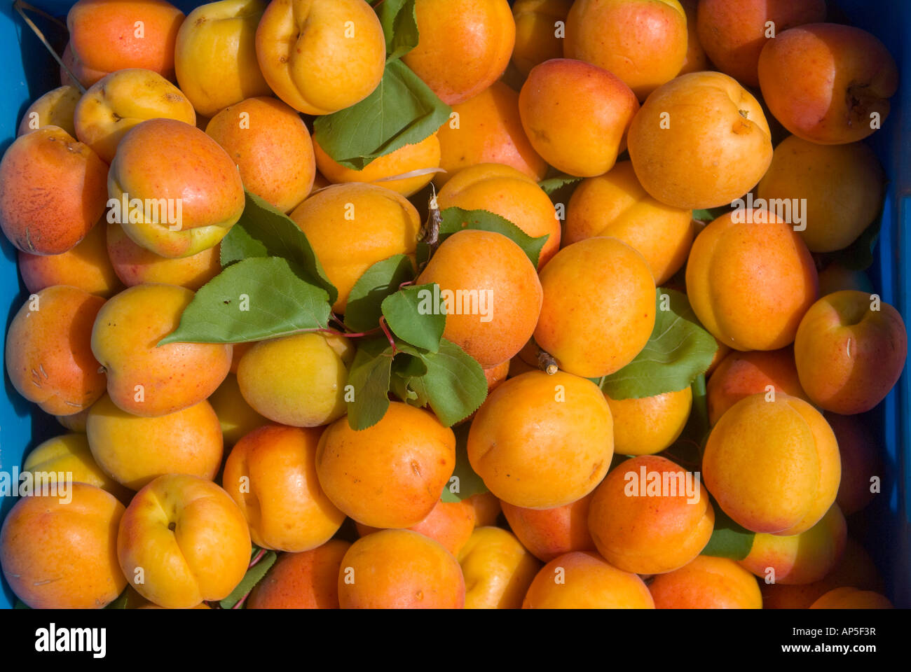 Ripe harvested apricots variety Moor Park Stock Photo - Alamy