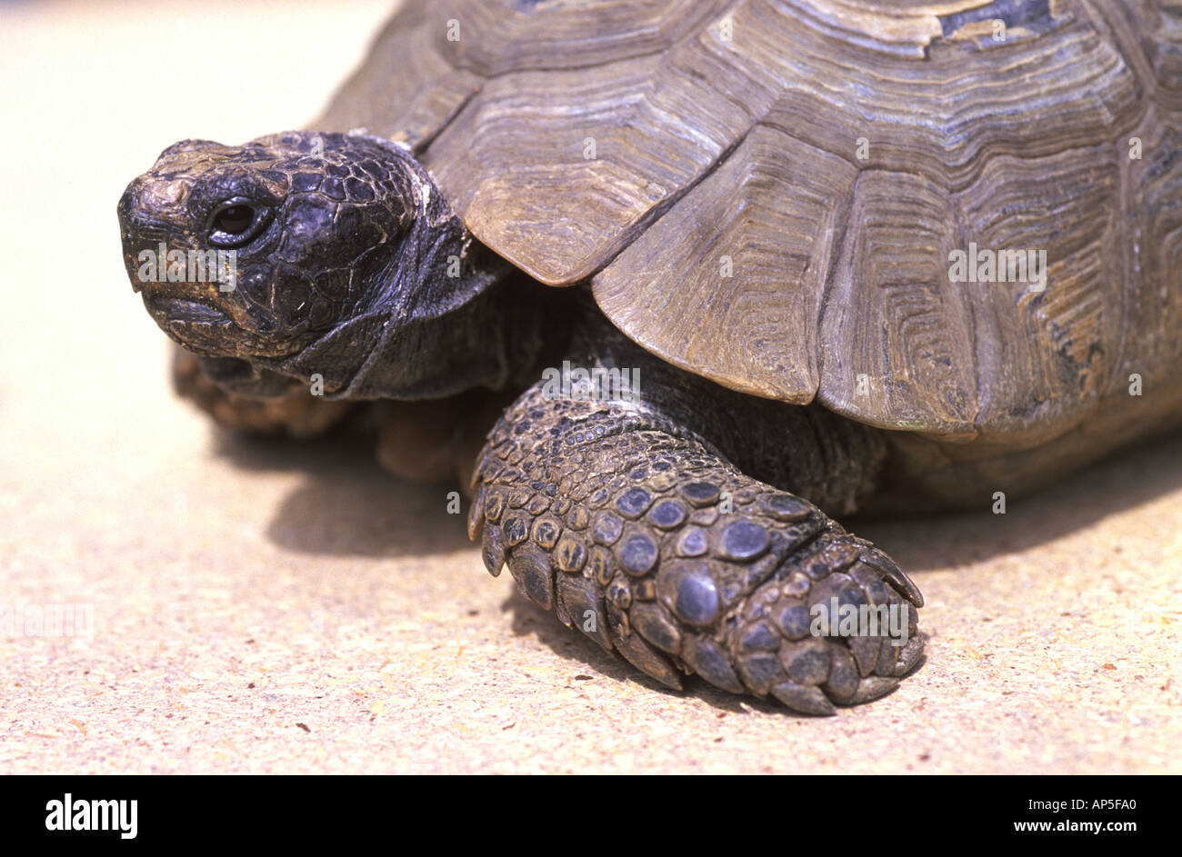 Spur Thighed Tortoise Stock Photo - Alamy