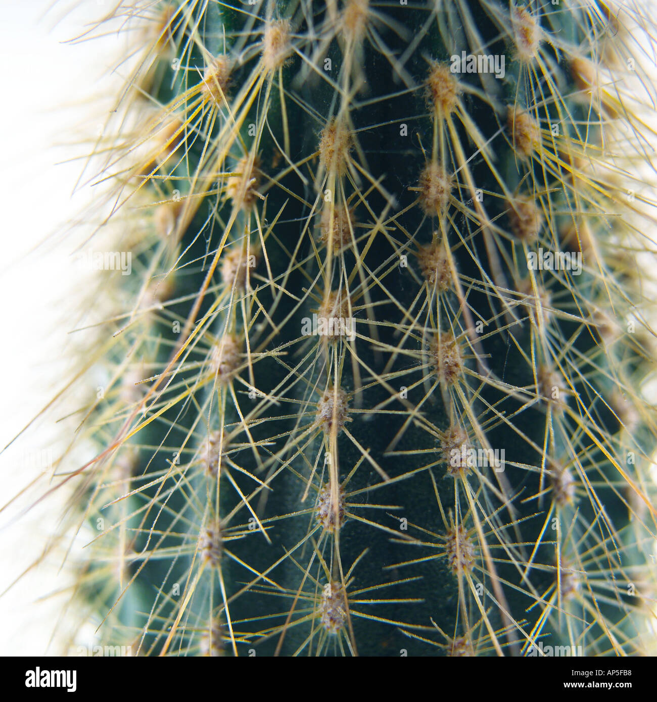 close up fat plant Stock Photo - Alamy