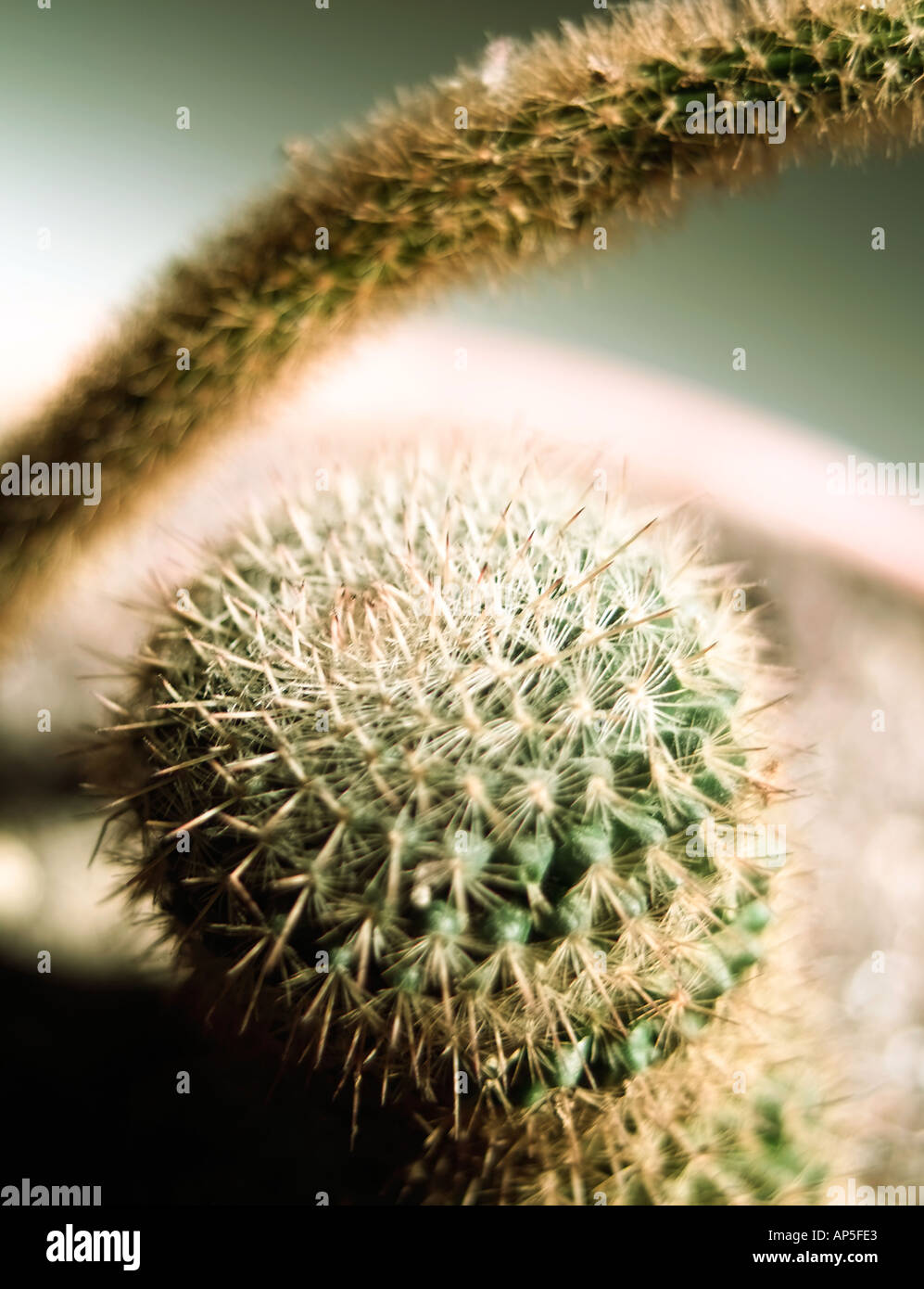 close up fat plant Stock Photo - Alamy