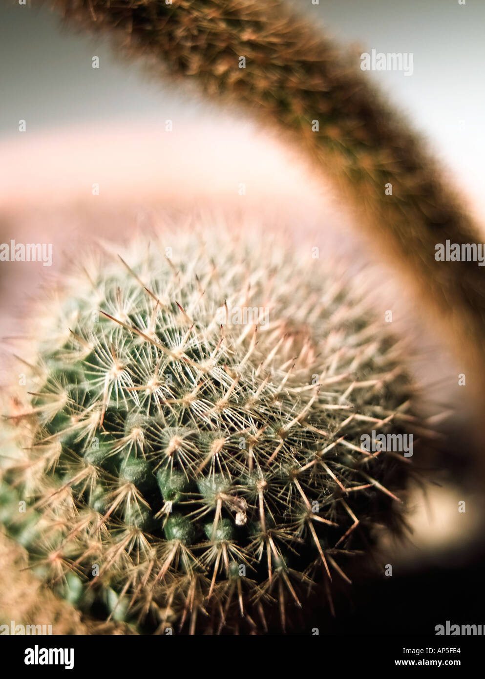 close up fat plant Stock Photo - Alamy