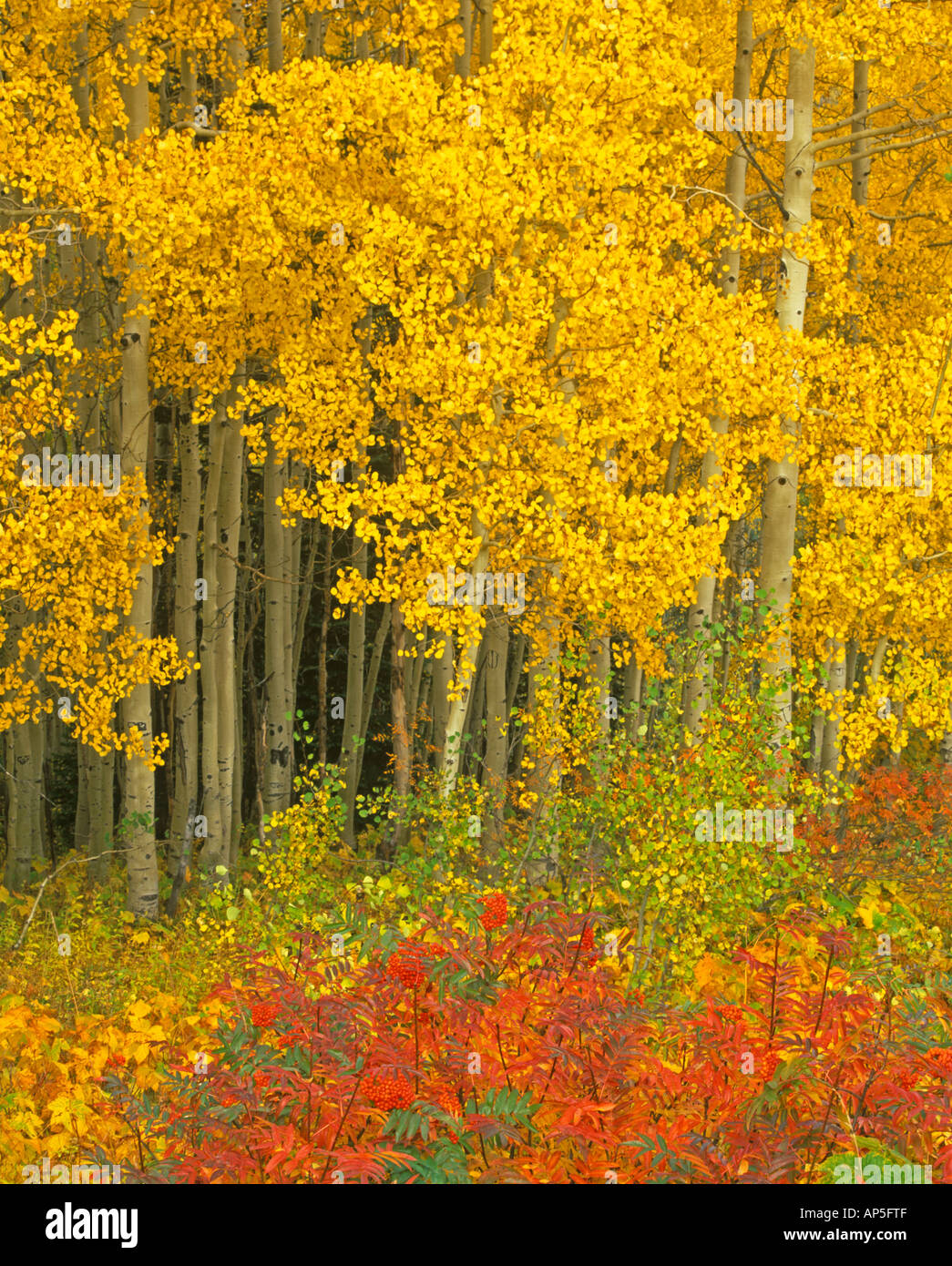 USA, Colorado, Routt National Forest, Quaking Aspen and Sumac Stock ...