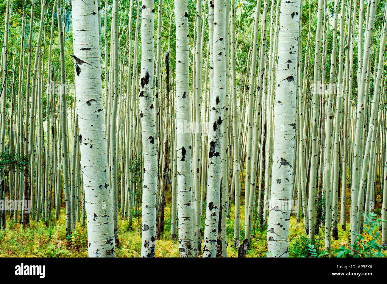 Bigtooth Aspen (Populus grandidentala) trees in White River National ...