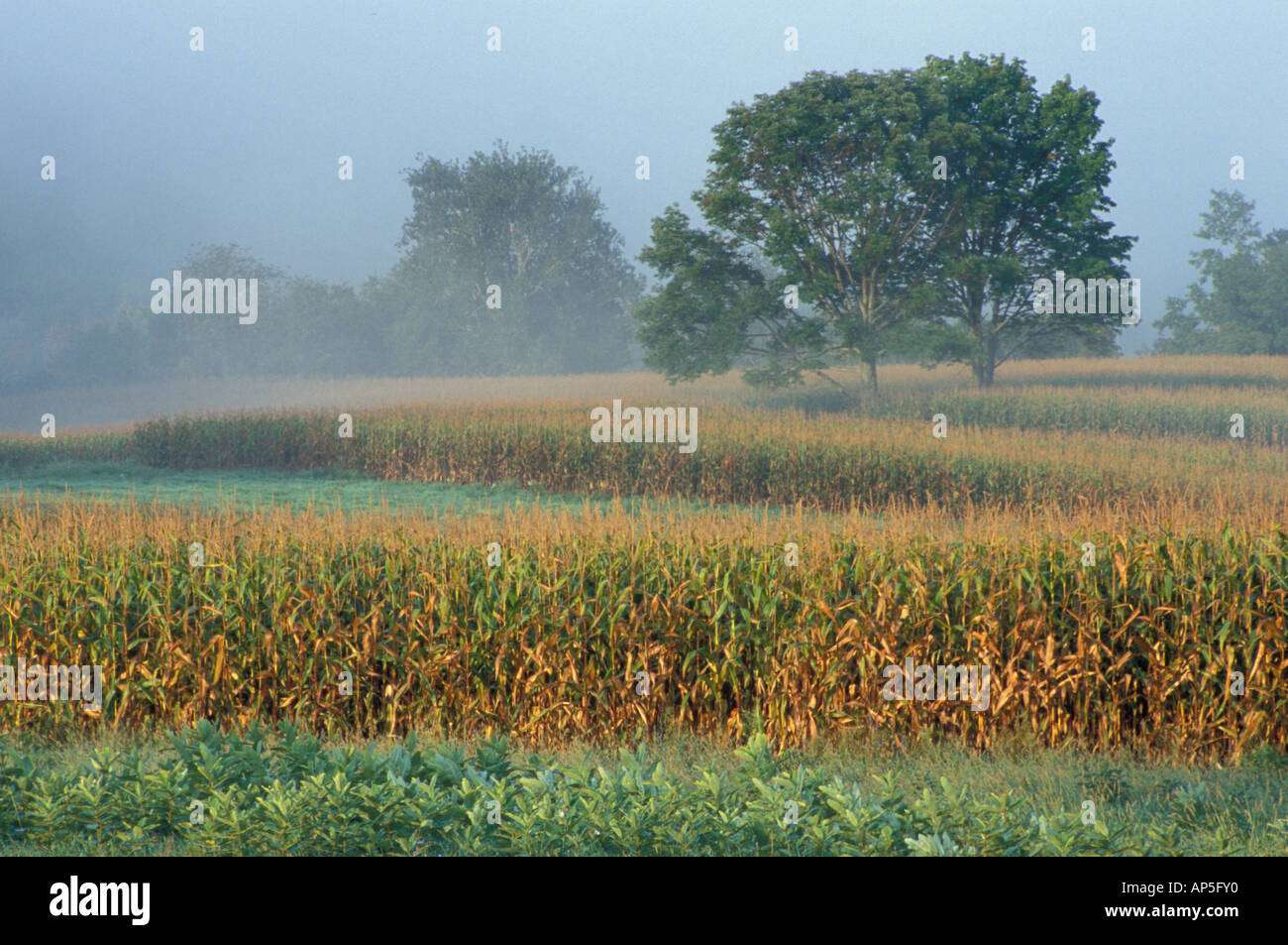 Sharon, CT Milkweed, corn, and maple trees in a field in the Litchfield ...