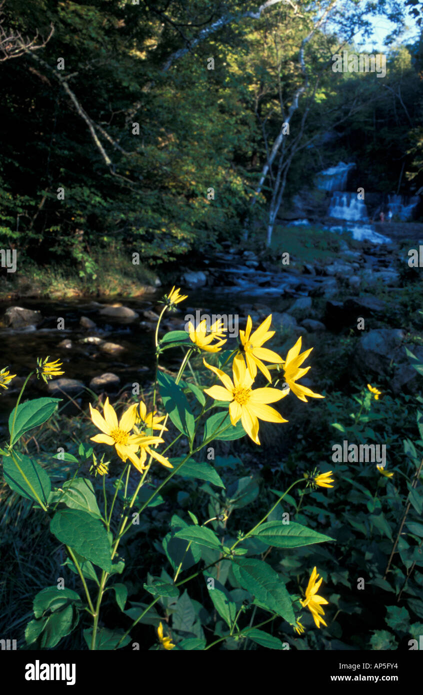 Kent, CT Wildflowers below Kent Falls in the Litchfield Hills of ...
