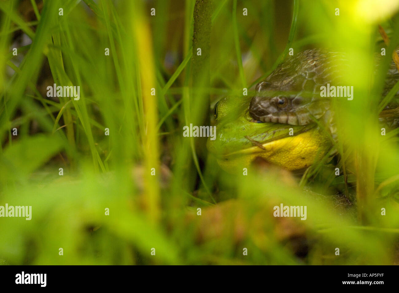 DC, Washington, Kenilworth Aquatic Gardens, Snake eating green and ...