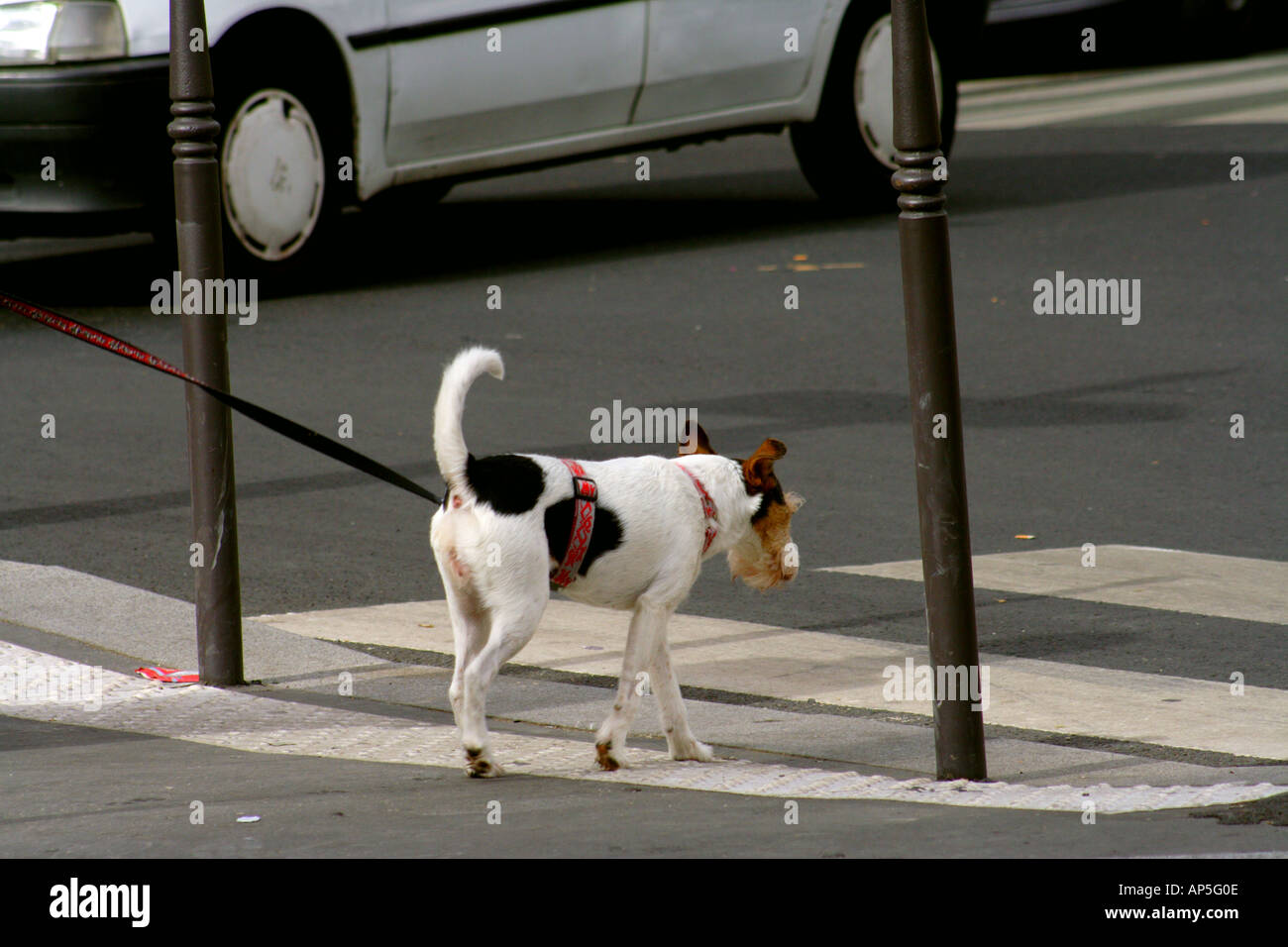 Dog on the street of Paris Stock Photo - Alamy