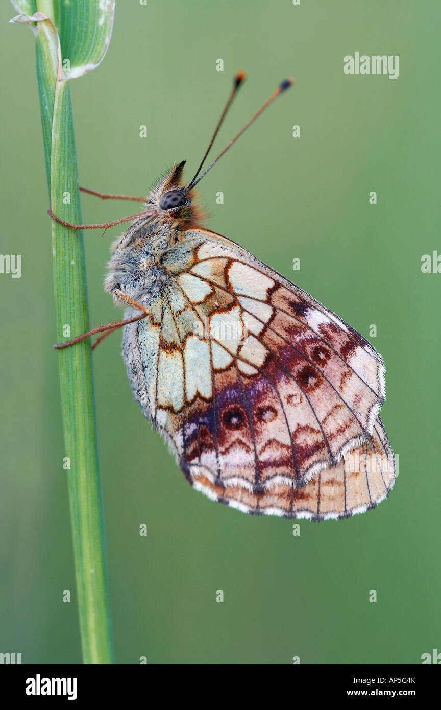 Satyrid hi-res stock photography and images - Alamy