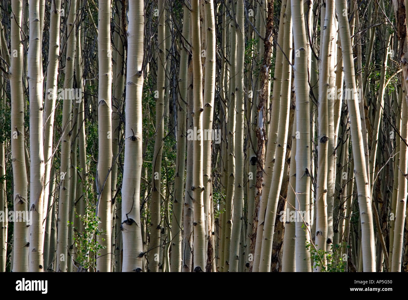 A grove of aspen trees in the Flaming Gorge National Recreation Area ...