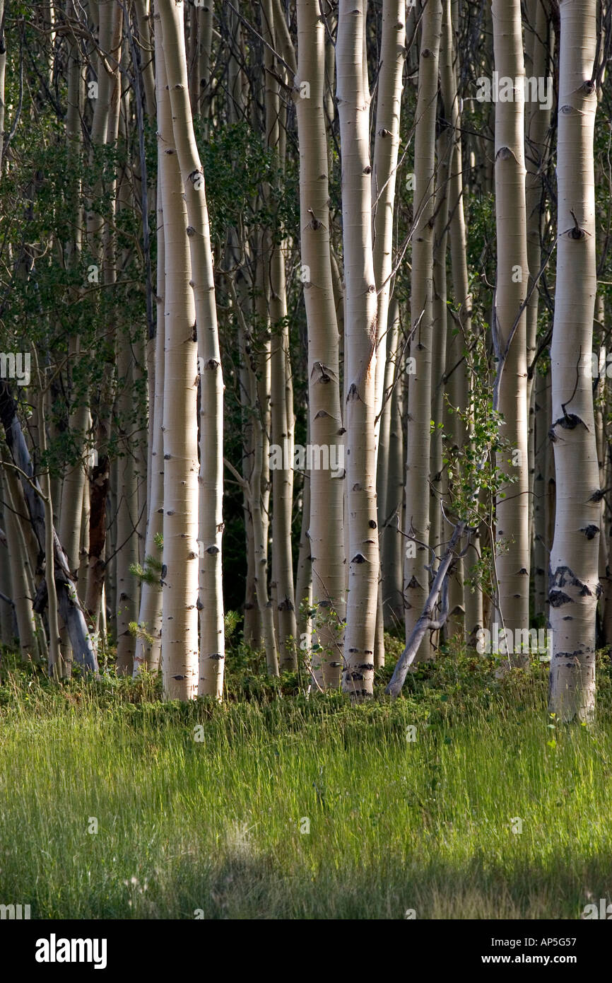 A grove of aspen trees in the Flaming Gorge National Recreation Area ...