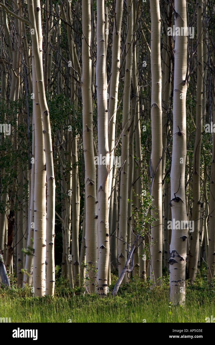 A grove of aspen trees in the Flaming Gorge National Recreation Area ...