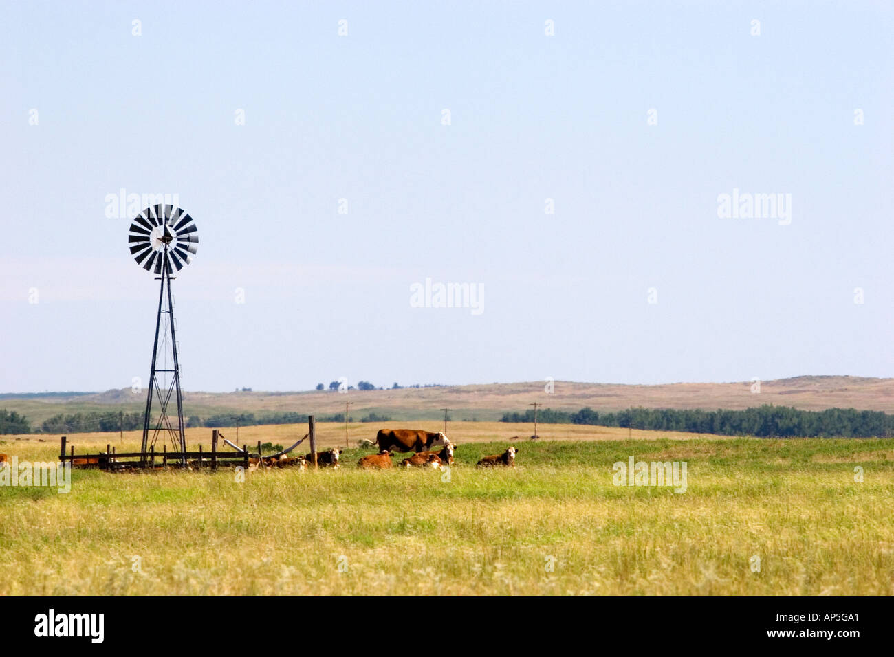 Windmill and cattle on the Prairie of Western Nebraska Stock Photo - Alamy