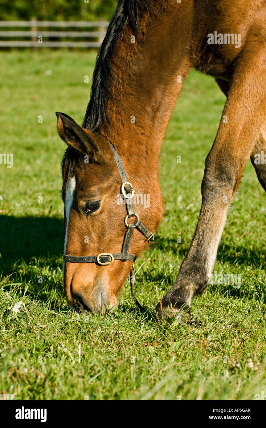 A young horse grazing Stock Photo - Alamy