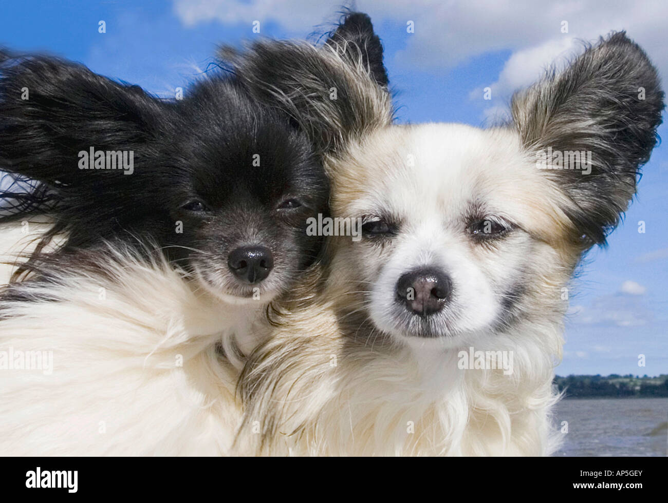 Black and white papillon hi-res stock photography and images - Alamy