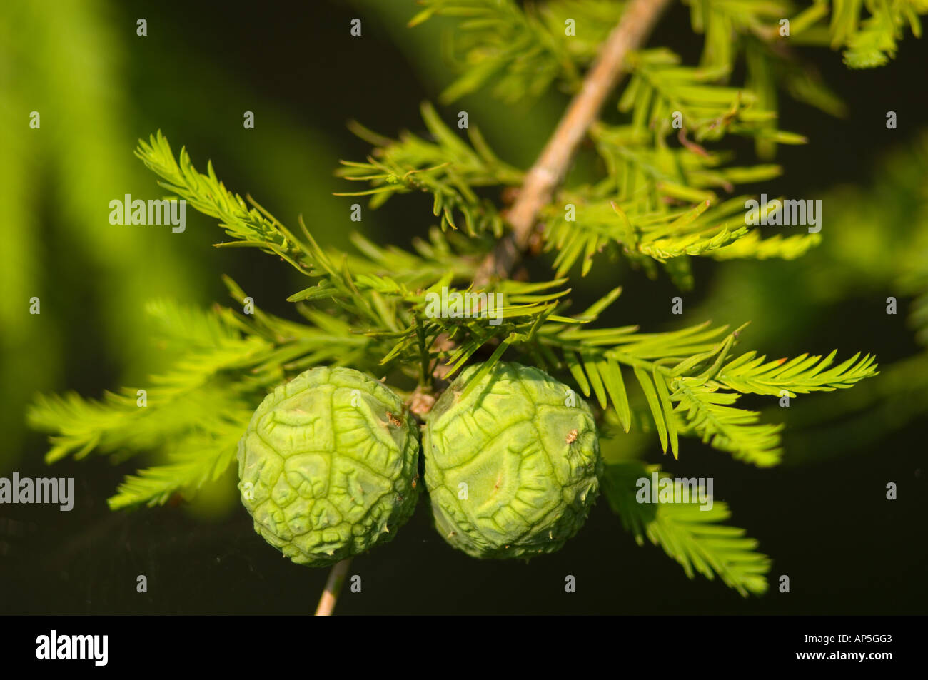 DC, Washington, Kenilworth Aquatic Gardens, Branch of conifer tree with ...