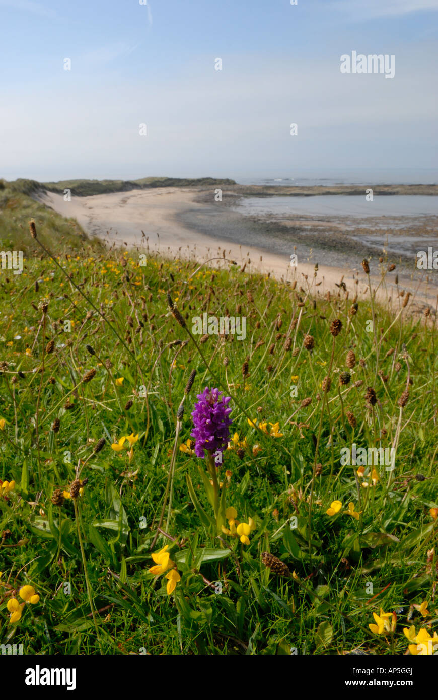 Northern Marsh Orchid, Lindisfarne, Northumberland England UK Stock ...