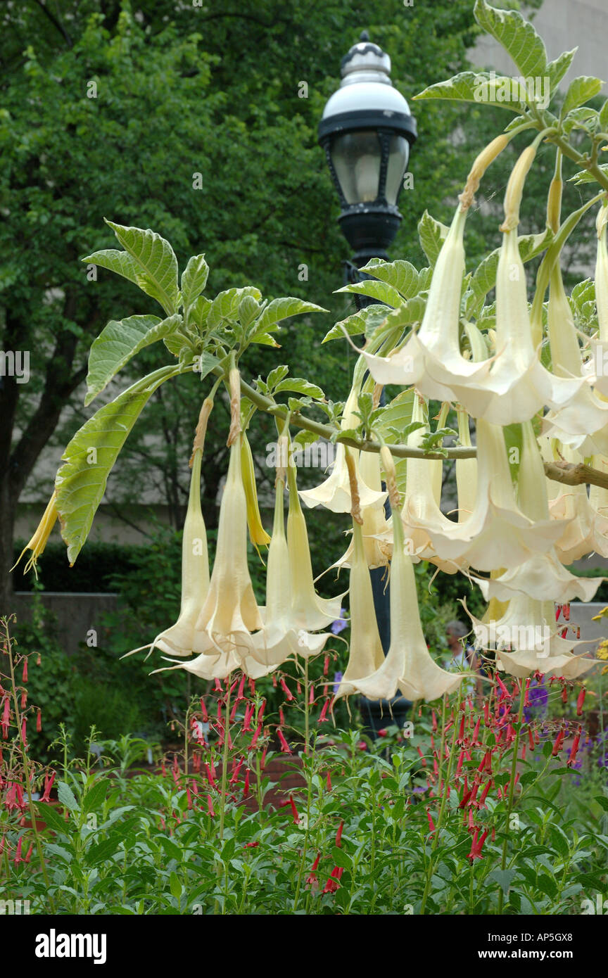 Mary livingston ripley garden hi-res stock photography and images - Alamy