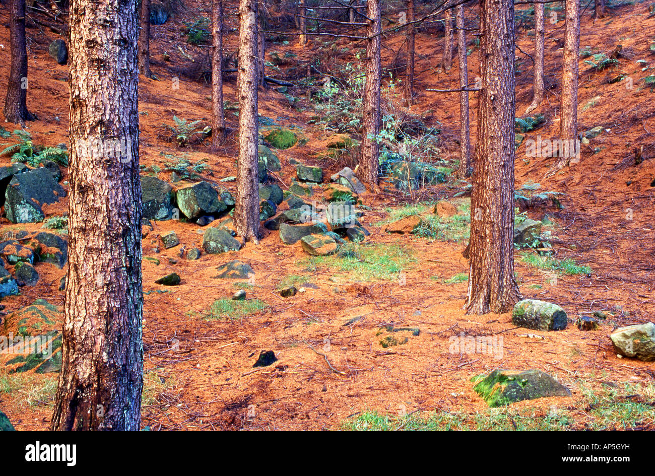 forest peak district Stock Photo - Alamy