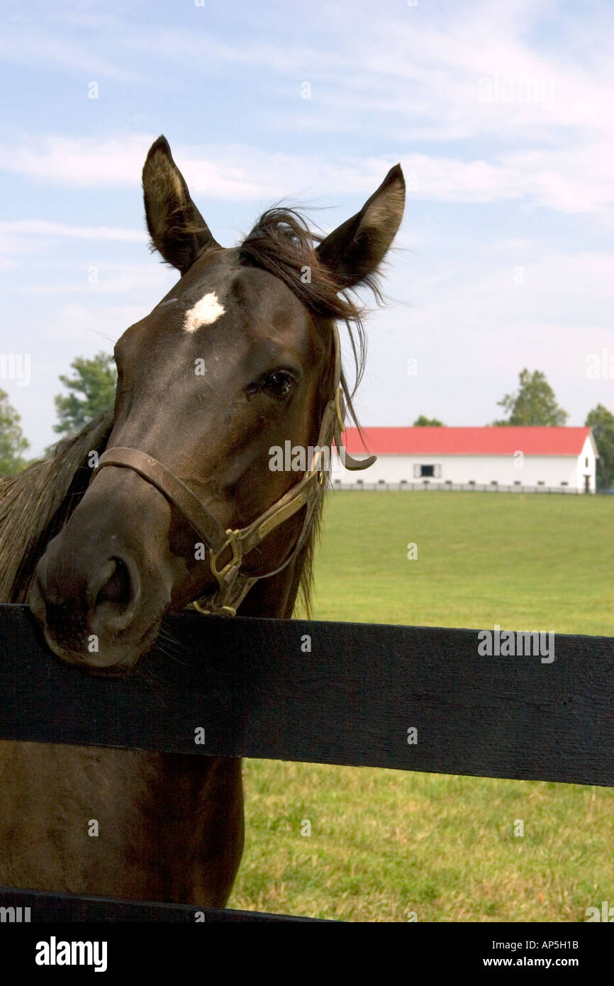 Thoroughbred horse portrait hi-res stock photography and images - Alamy