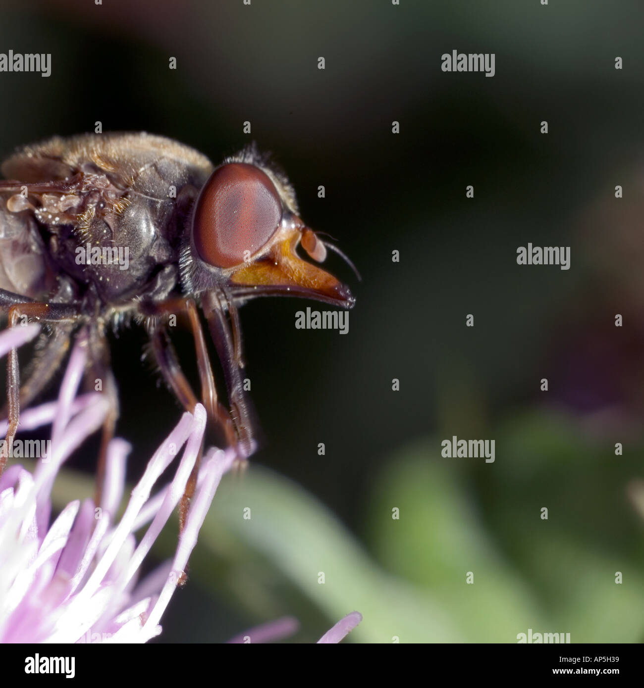 Insect with lots of legs hi-res stock photography and images - Alamy