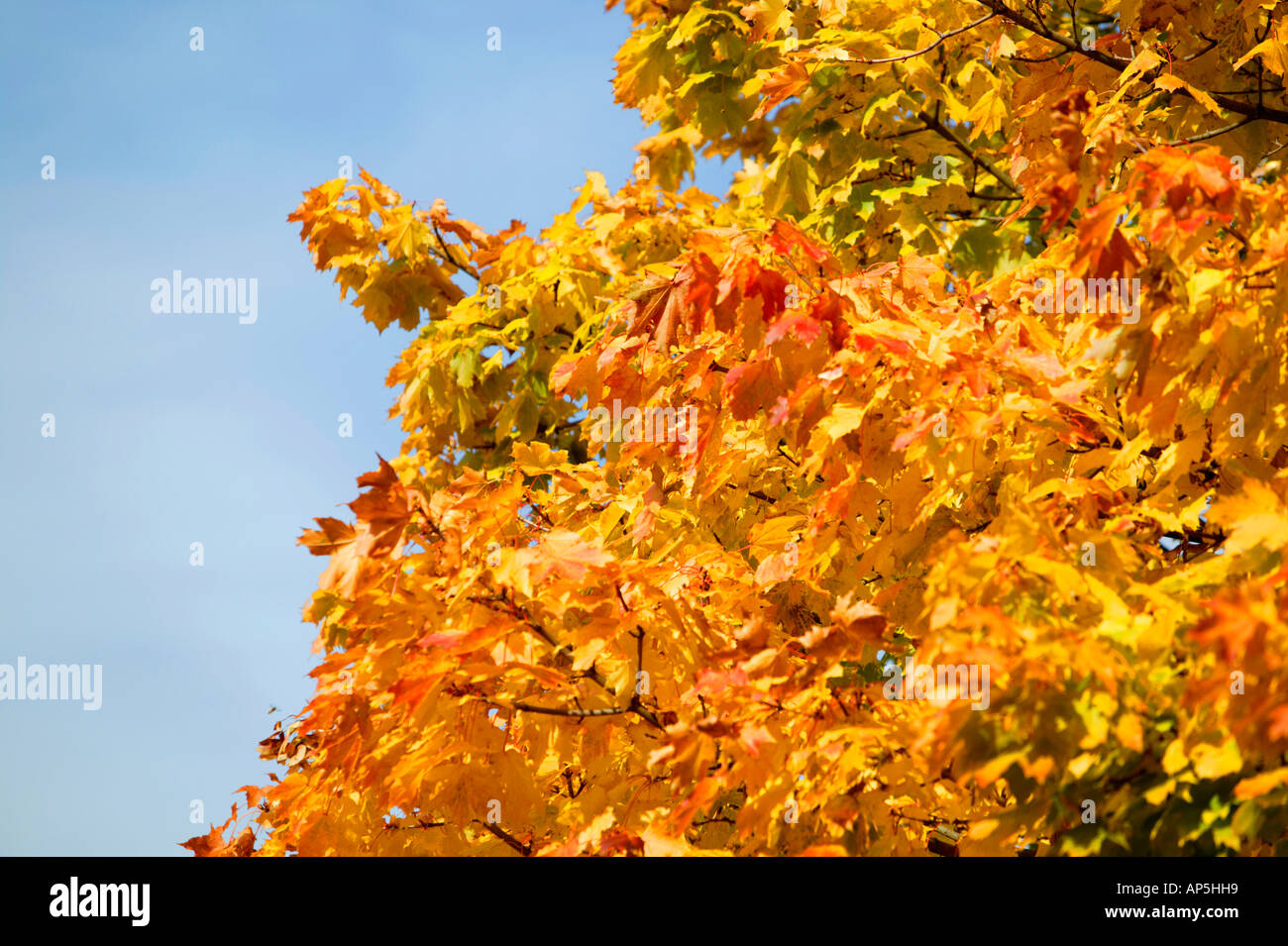 Sycamore Leaves In Autumn Stock Photo - Alamy