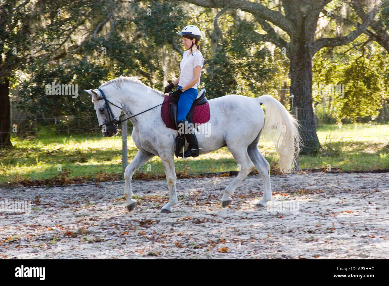 White Horse, Horseback Rider, Trotting Stock Photo - Alamy
