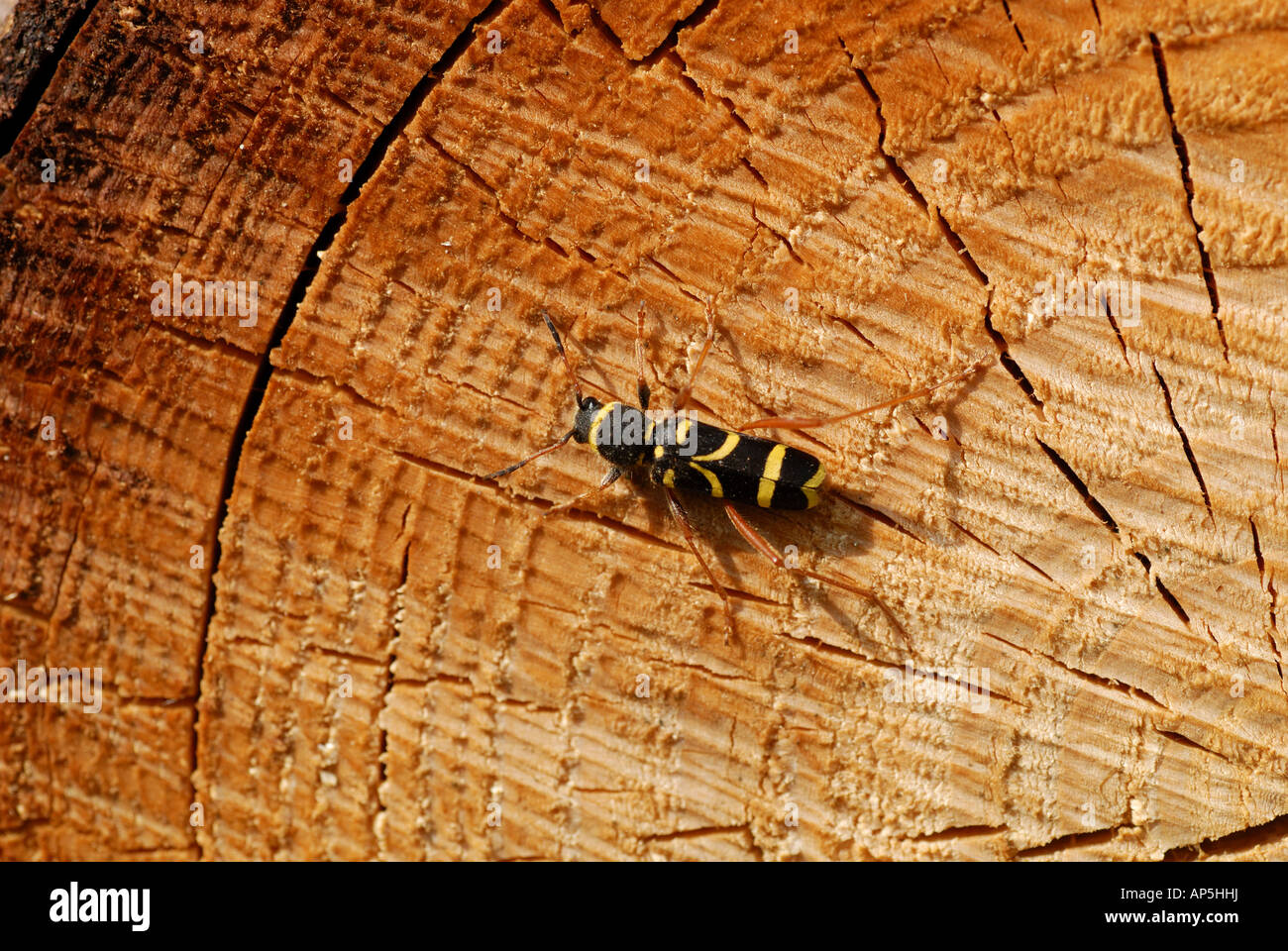 Wasp Beetle (Clytus arietis Stock Photo - Alamy